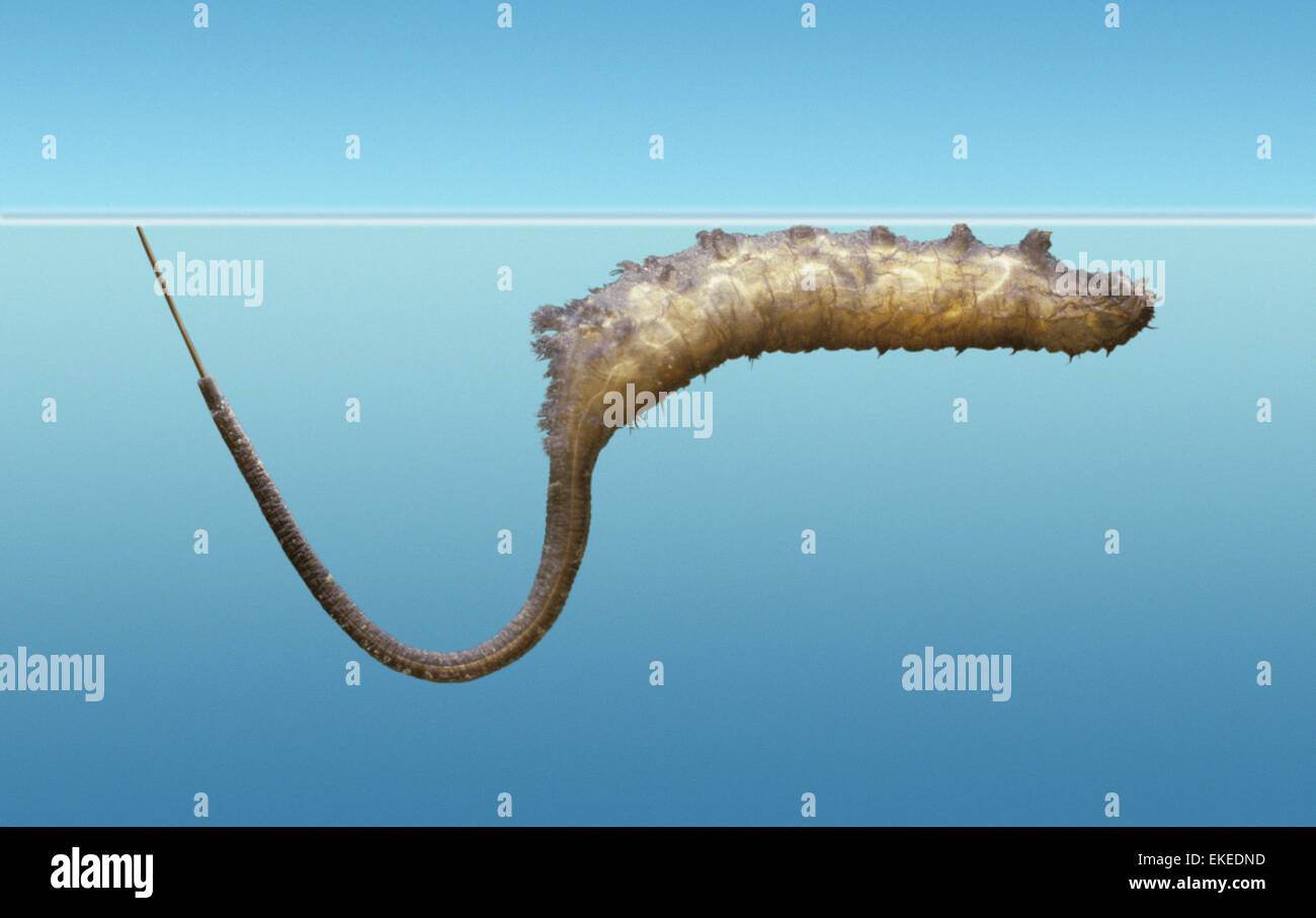 Larvas De Lepidopteros Aquaticos