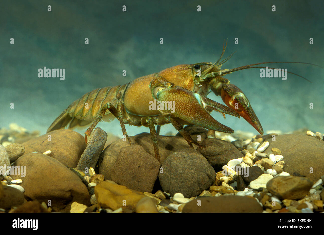 Pacifastacus leniusculus hi-res stock photography and images - Alamy