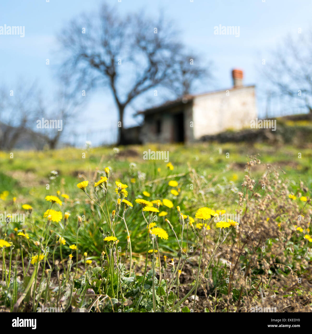 Spring blooms in the Tuscan countryside, Italy Stock Photo - Alamy