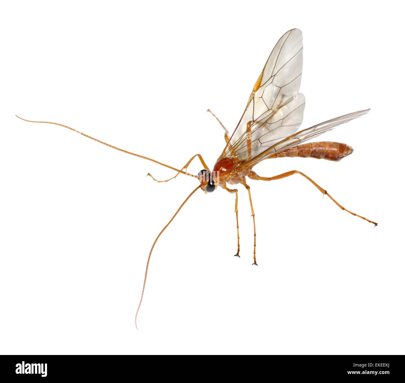 Yellow ophion ophion luteus hi-res stock photography and images - Alamy