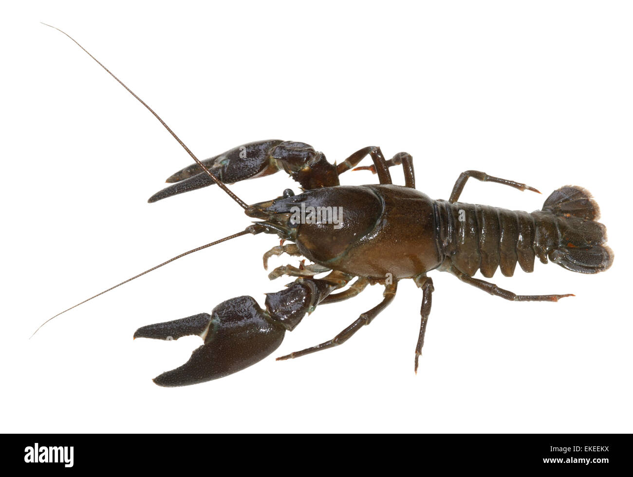 Crayfish hi-res stock photography and images - Alamy