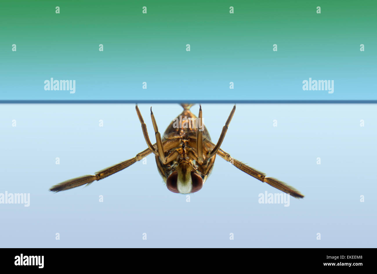 Water boatman bug hi-res stock photography and images - Alamy