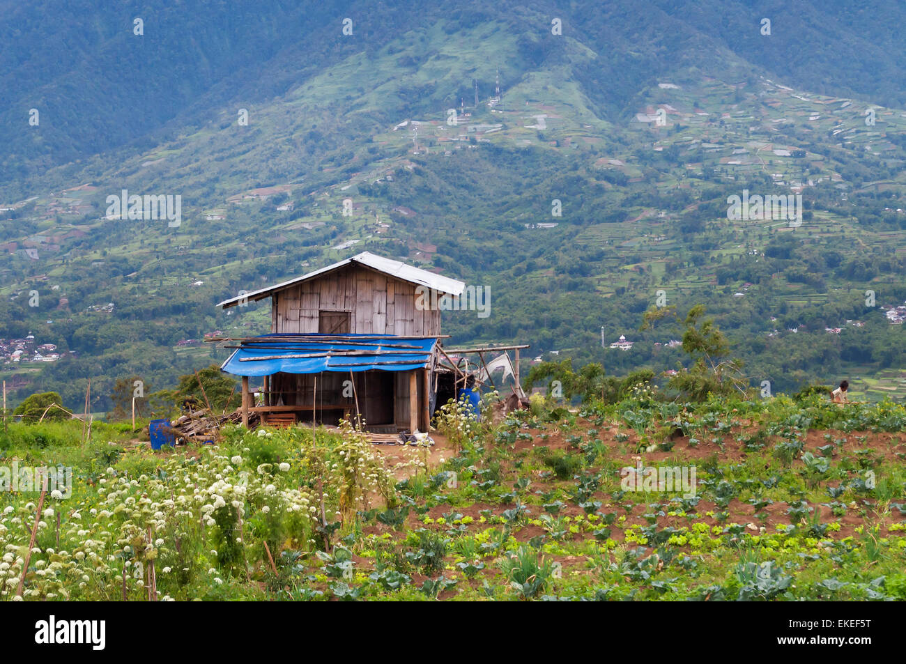 Indonesian Barn in countryside. Bukittinggi. Sumatra island. Indonesia ...