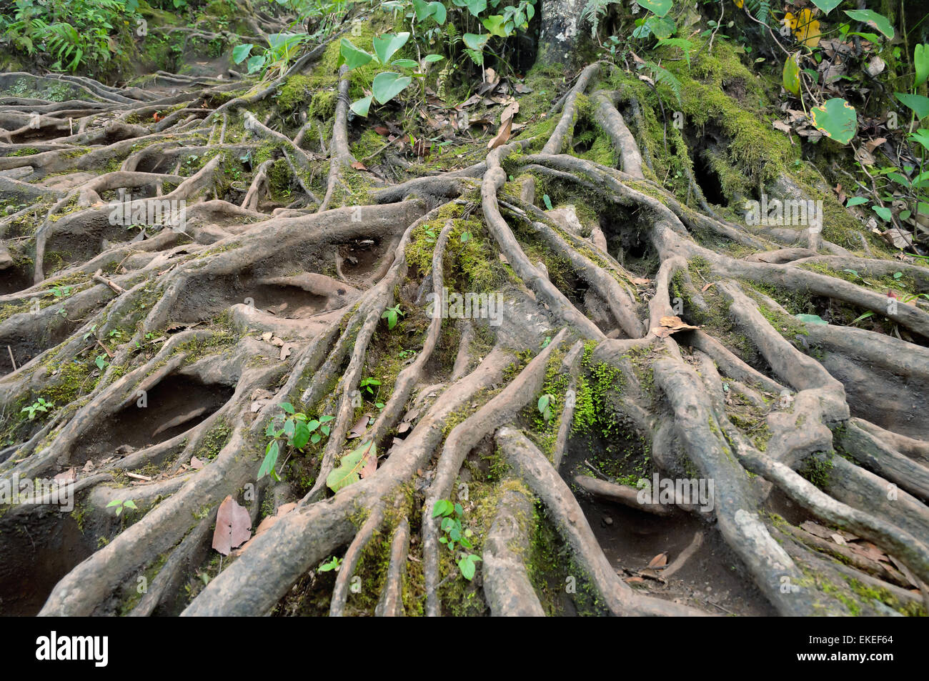 Tree roots in jungle Stock Photo - Alamy