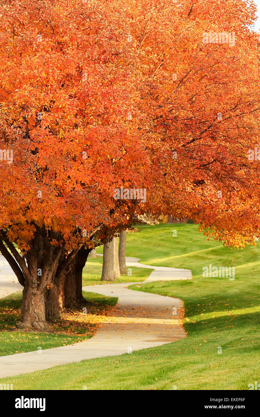 Sidewalk with flowering pear trees in a fall Stock Photo - Alamy