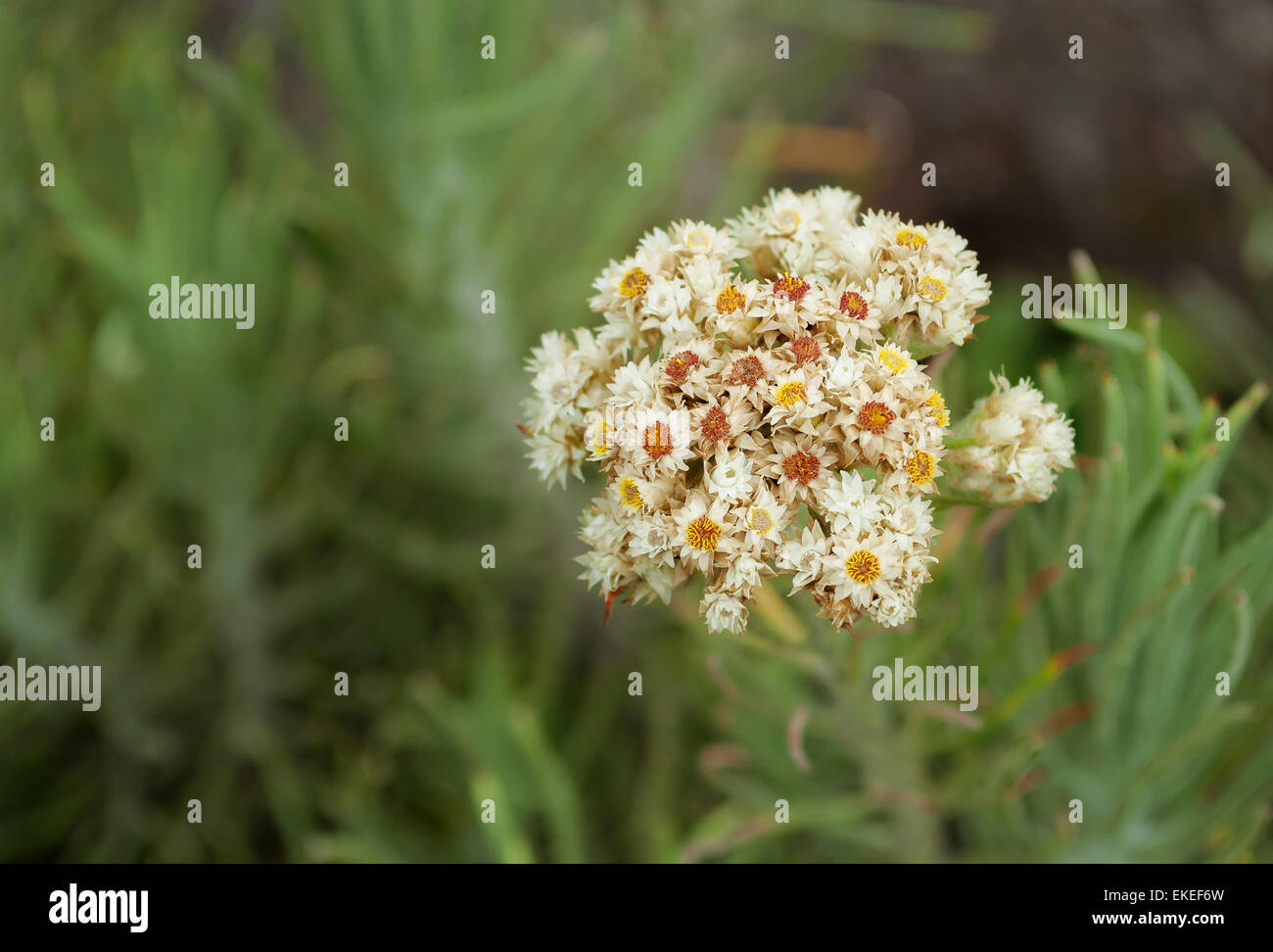 Edelweiss flower hi-res stock photography and images - Alamy