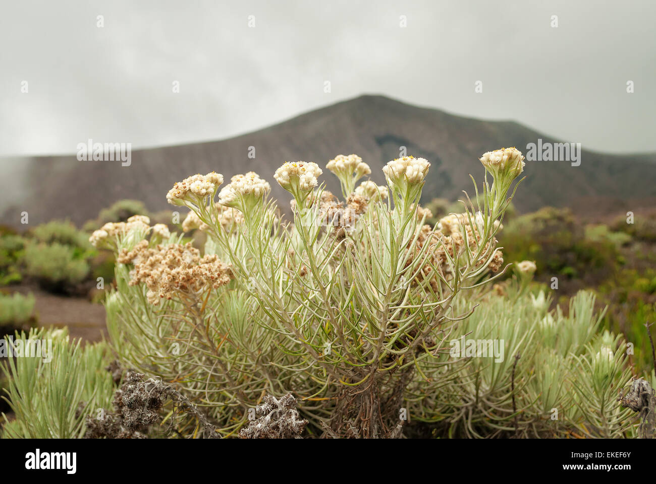 Edelweiss flower on top of Volcano Merapi. West Sumatra. Indonesia ...