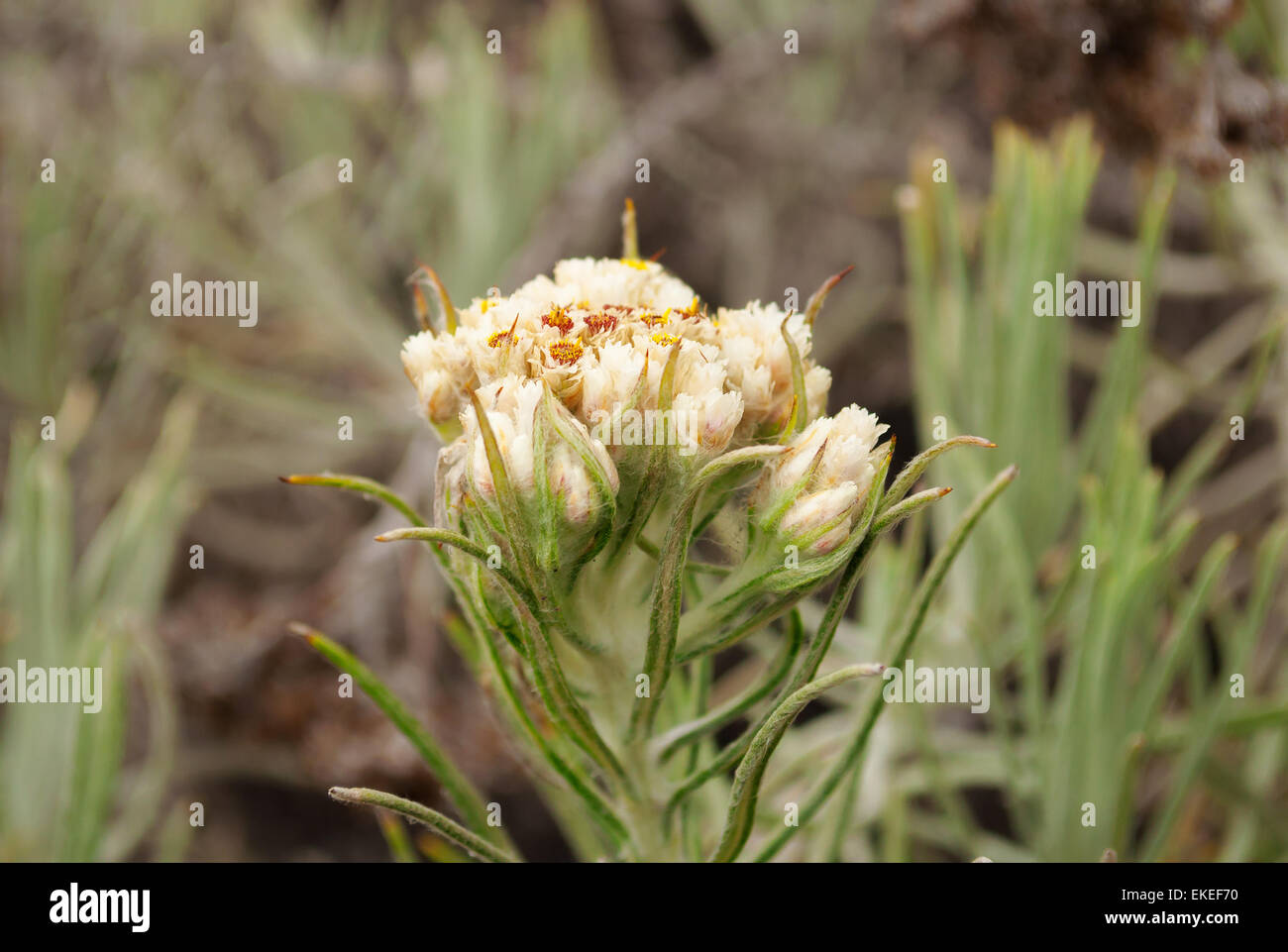 Edelweiss flower on top of Volcano Merapi. West Sumatra. Indonesia ...