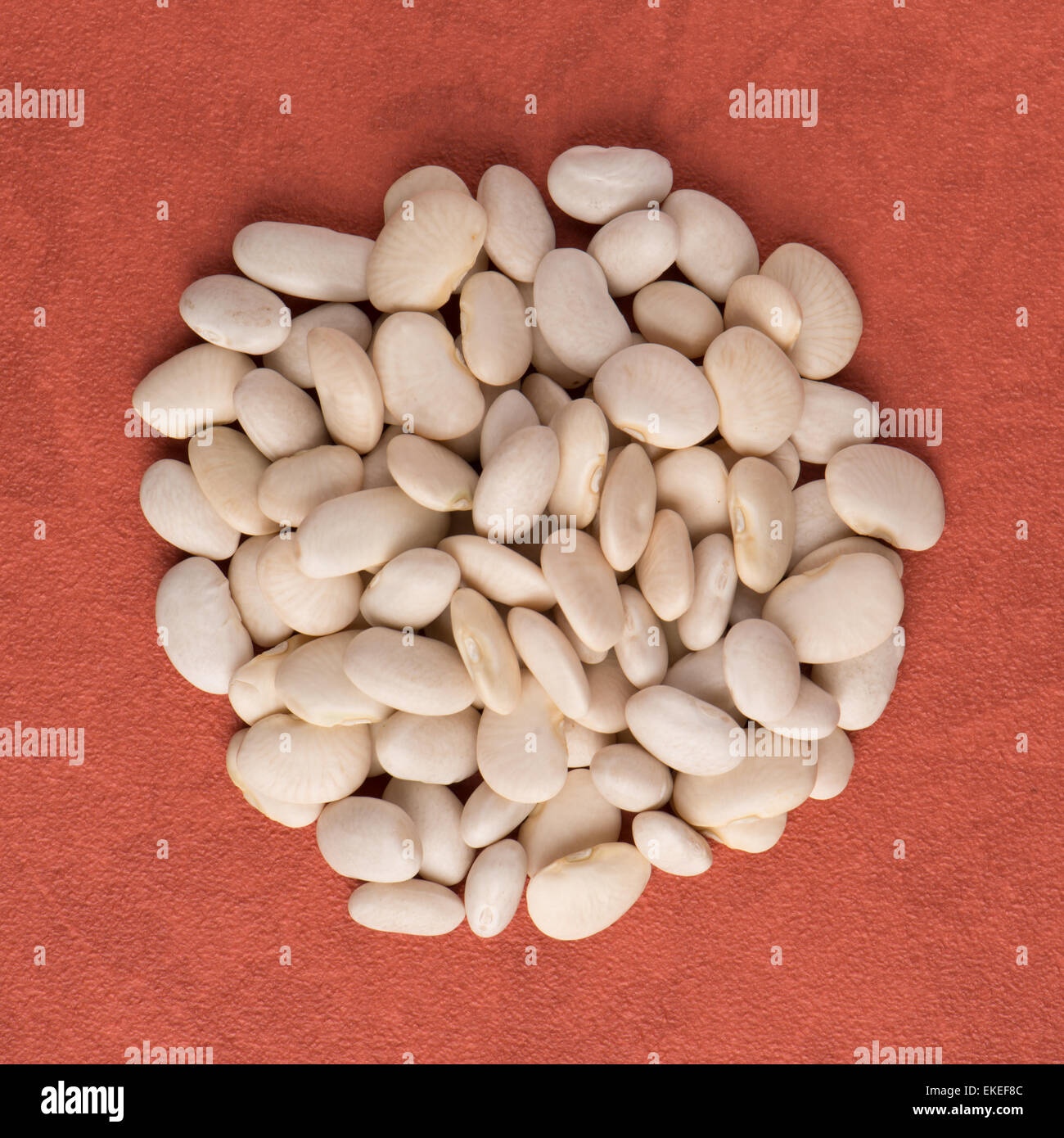 Top view of circle of white beans against red vinyl background Stock ...