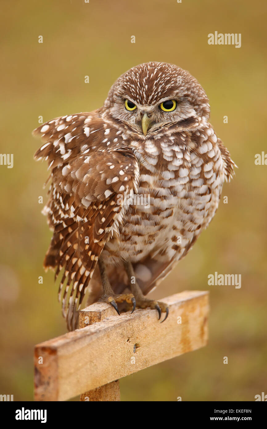 Little owl on a pole hi-res stock photography and images - Alamy