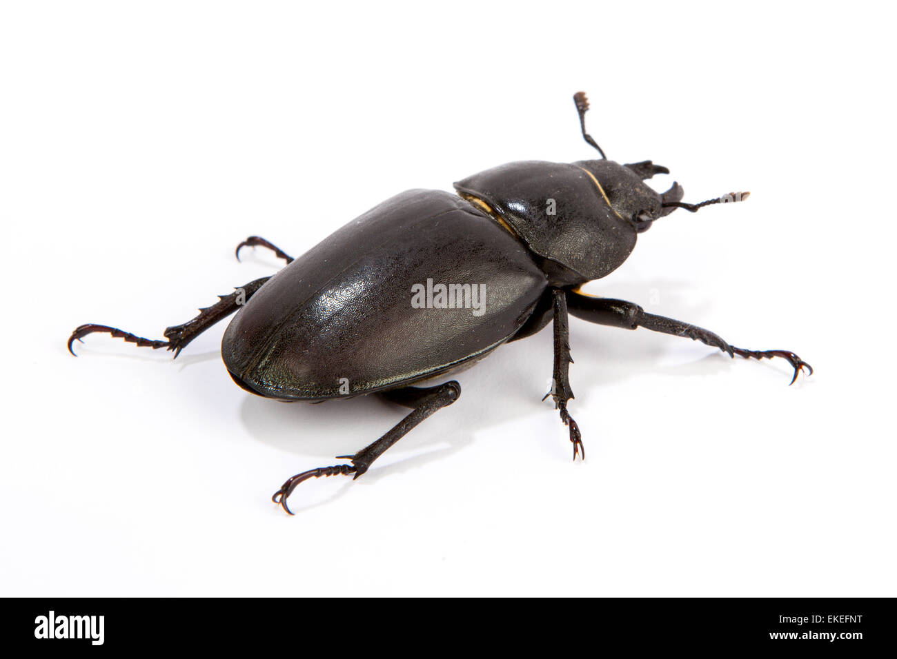 Female Stag Beetle isolated on white. Closeup of common stag beetle ...