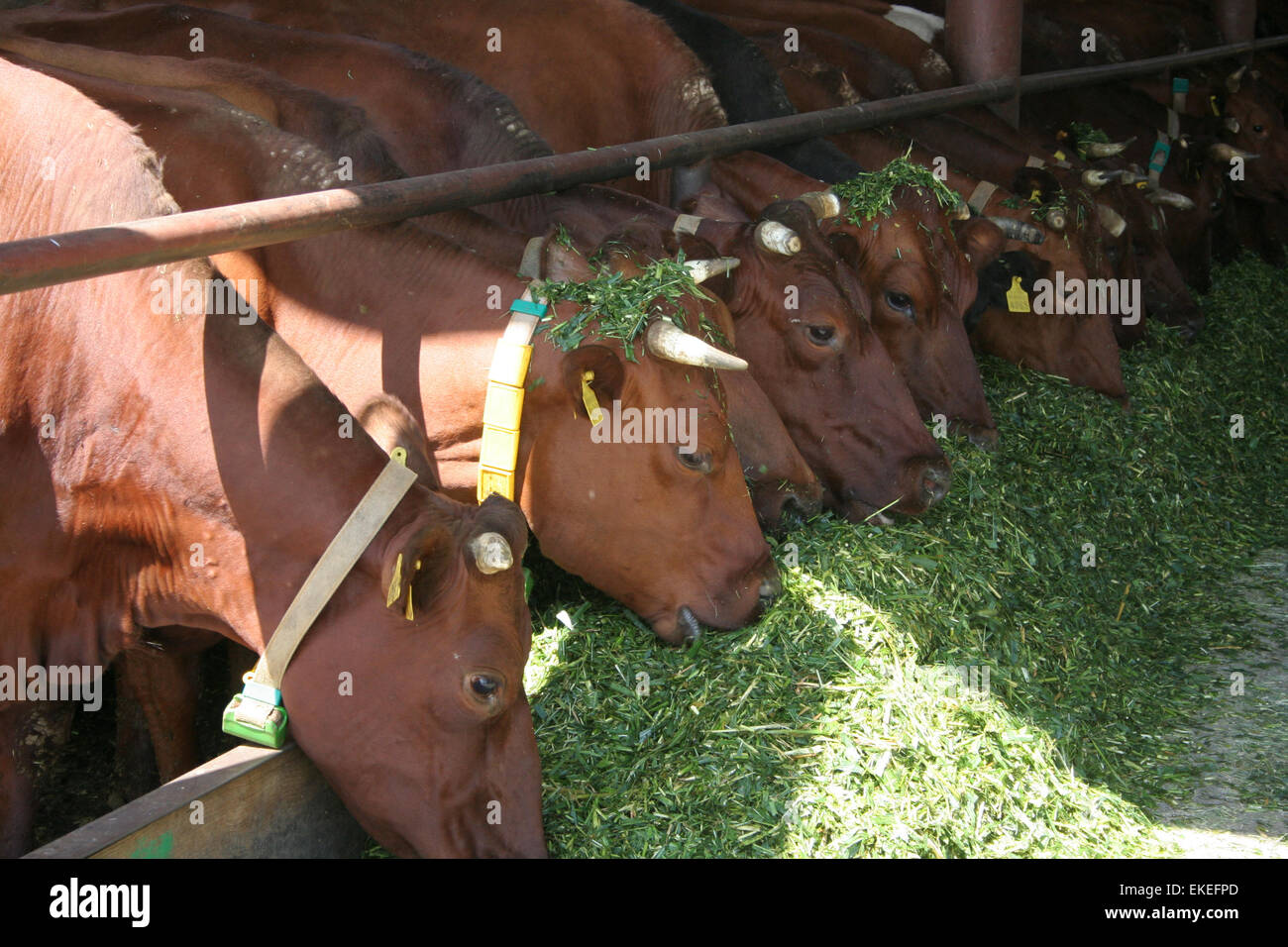 Animal cow on village eating grass hi-res stock photography and images ...