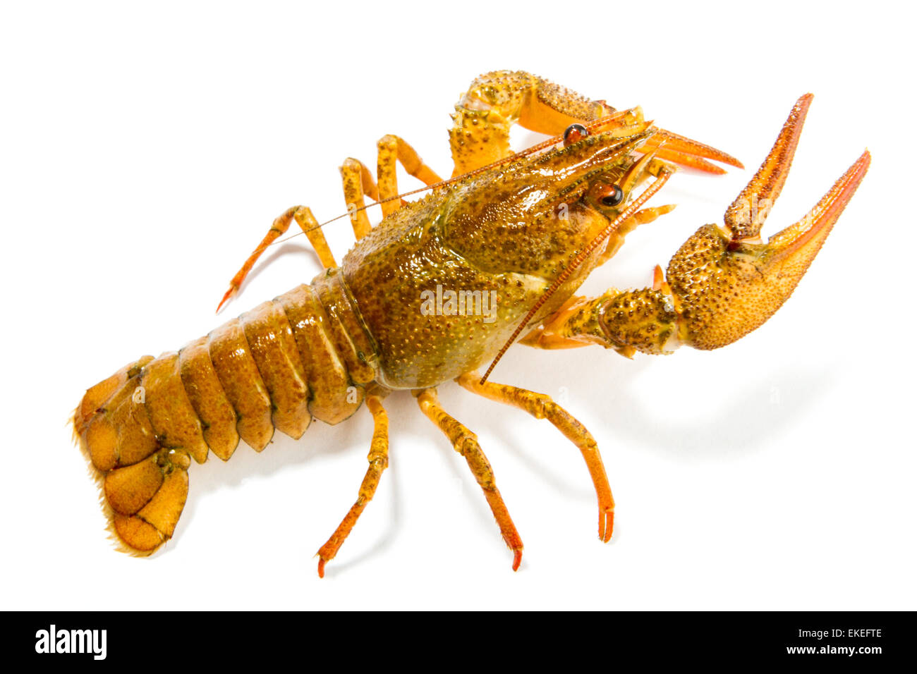 Crayfish on a white background. Crayfish isolated on white Stock Photo ...