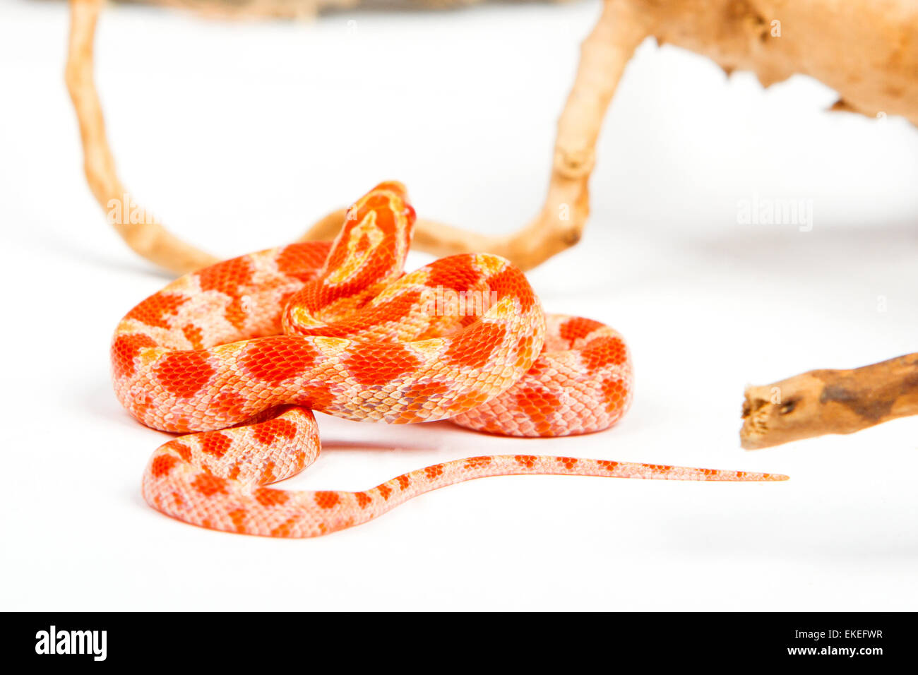 snake.elaphe guttata.young boa constrictor on a white background Stock ...