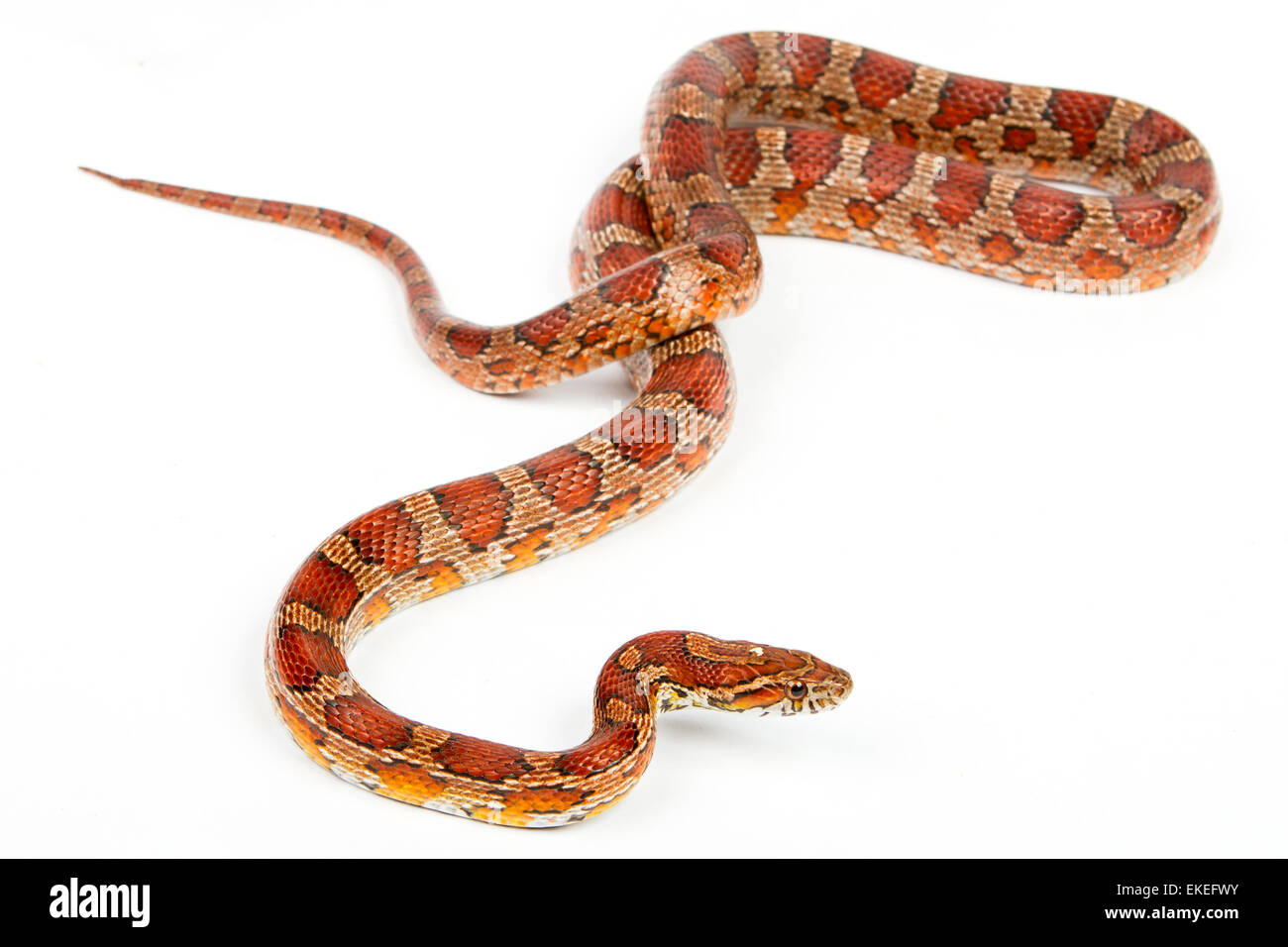 snake.elaphe guttata.young boa constrictor on a white background Stock ...
