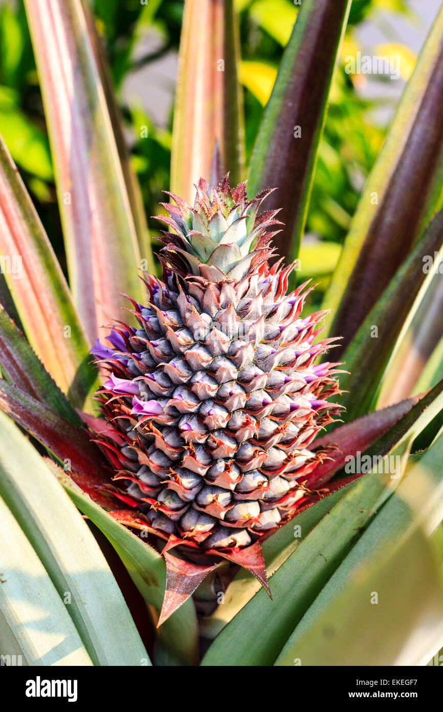 Red pineapple hi-res stock photography and images - Alamy