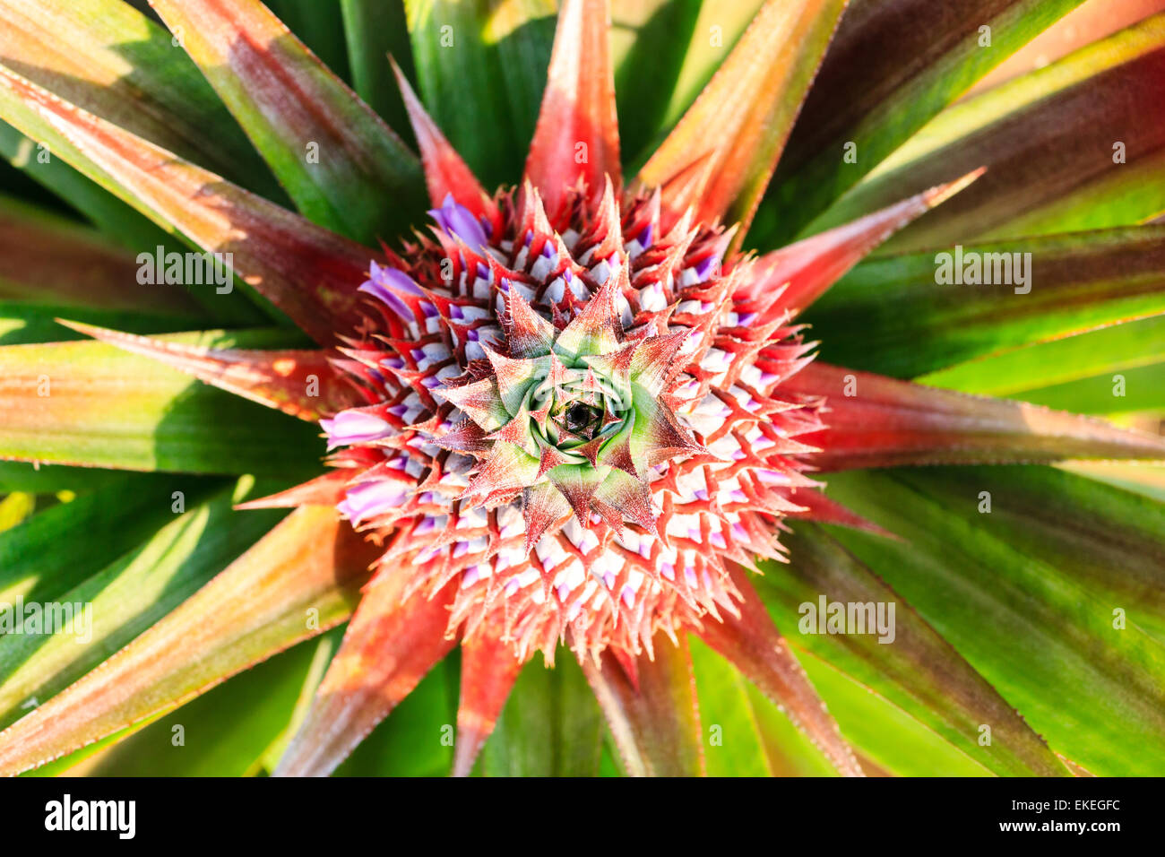A baby red pineapple in the farm Stock Photo - Alamy