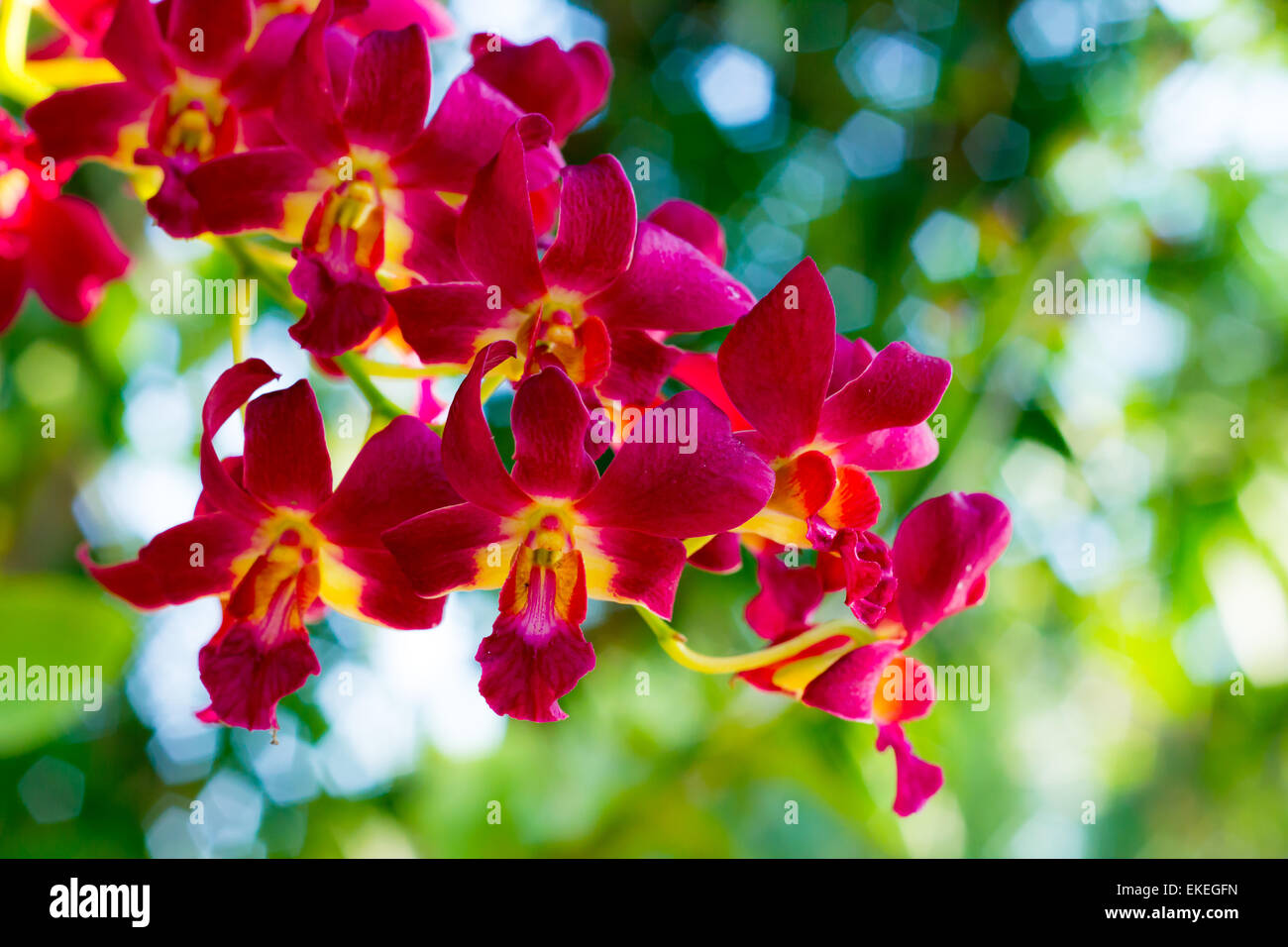 Orchids red hi-res stock photography and images - Alamy