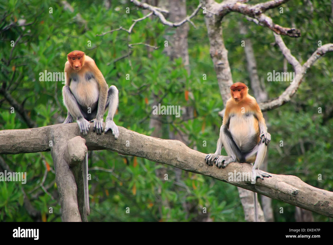 Proboscis monkeys standing hi-res stock photography and images - Alamy