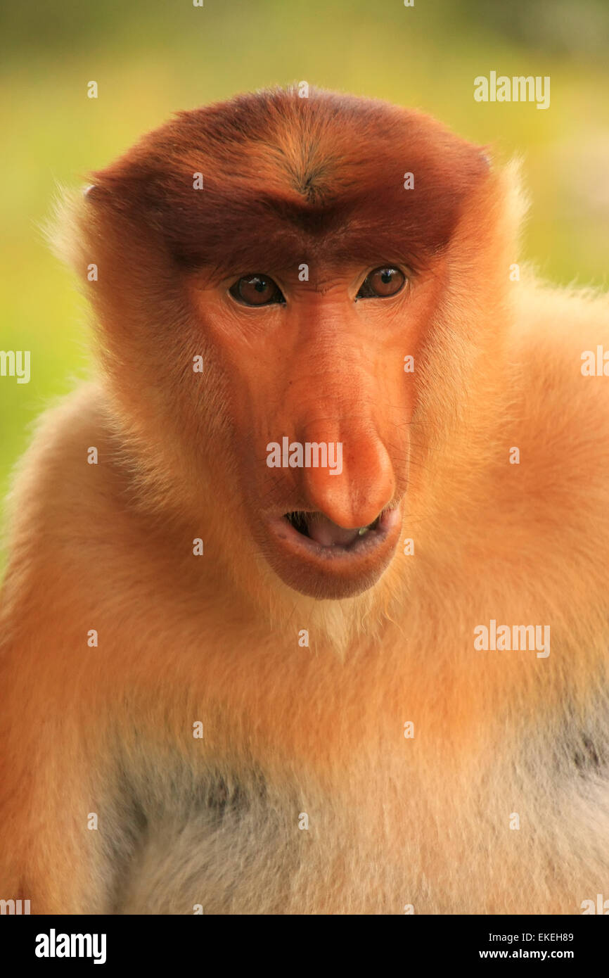 Portrait of Proboscis monkey, Borneo, Malaysia Stock Photo - Alamy