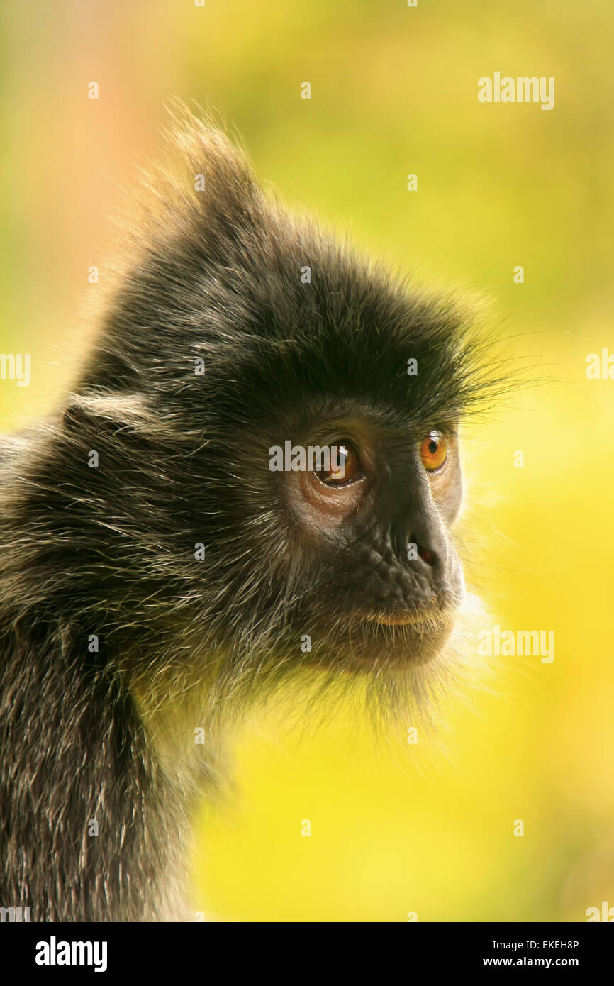 Leaf monkey hi-res stock photography and images - Alamy
