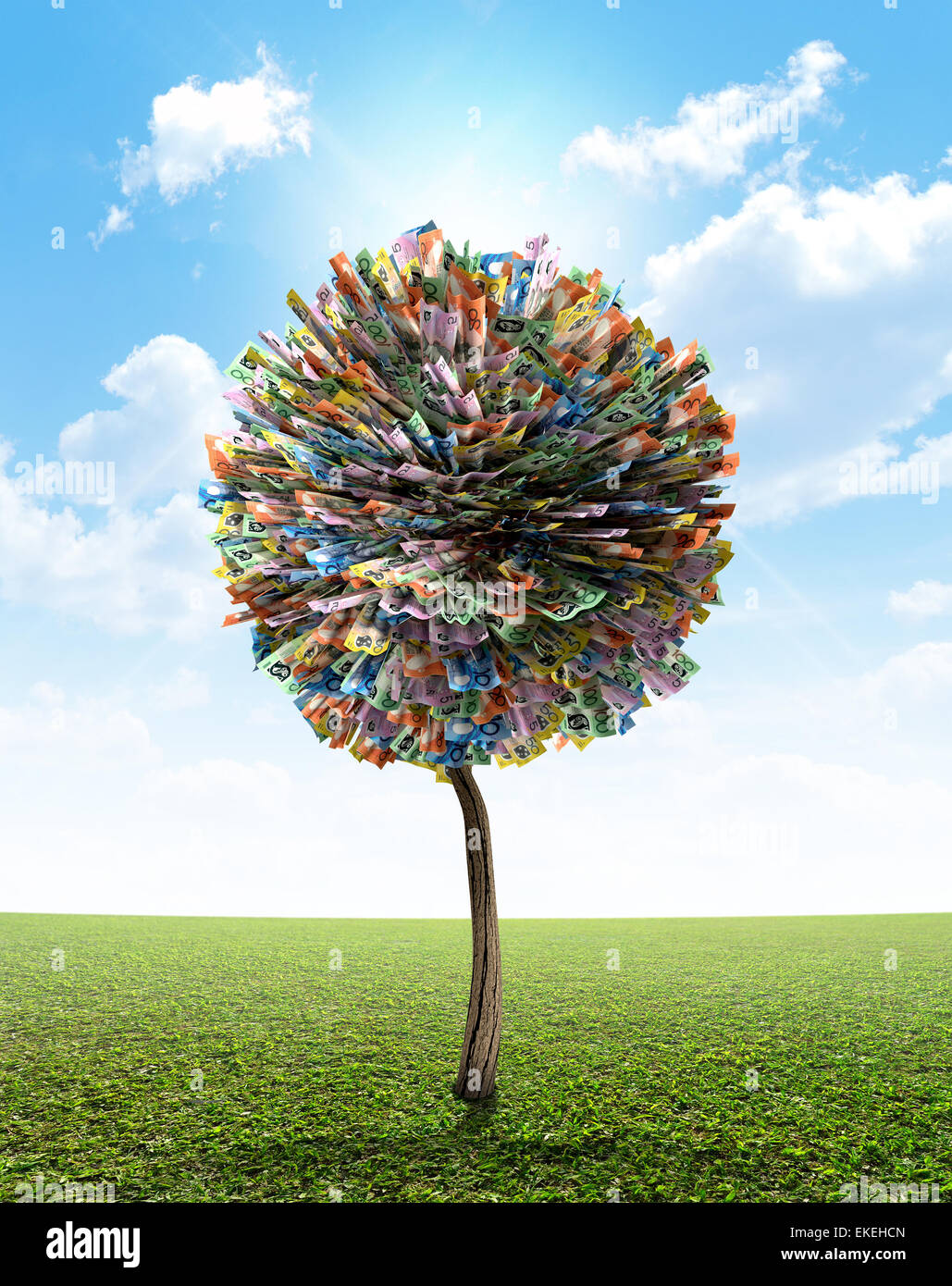 Australian money tree High Resolution Stock Photography and Images - Alamy