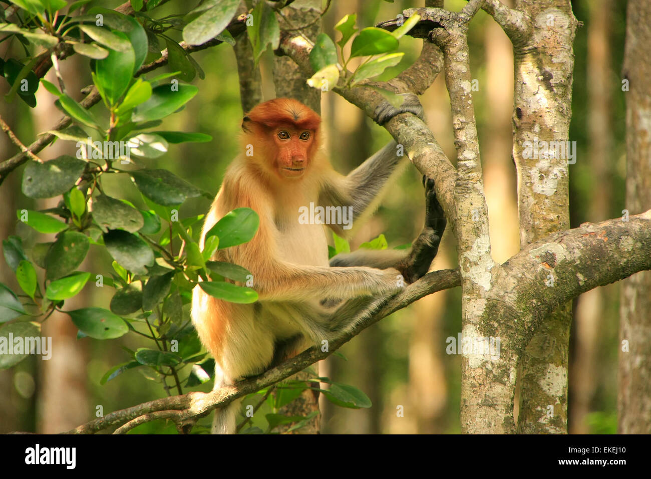 Young Proboscis monkey sitting on a tree, Borneo, Malaysia Stock Photo - Alamy