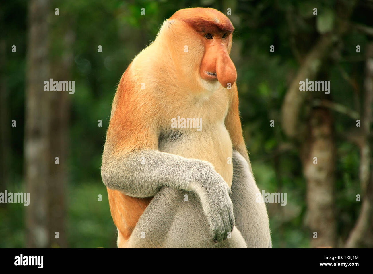 Proboscis monkey sitting on a tree, Borneo, Malaysia Stock Photo - Alamy