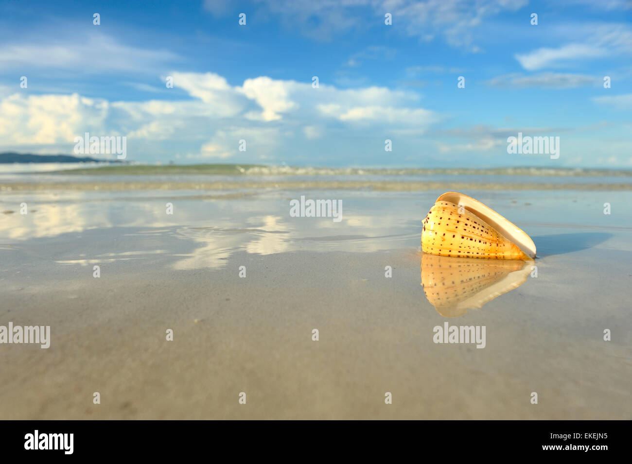 Shell on a beach Stock Photo - Alamy