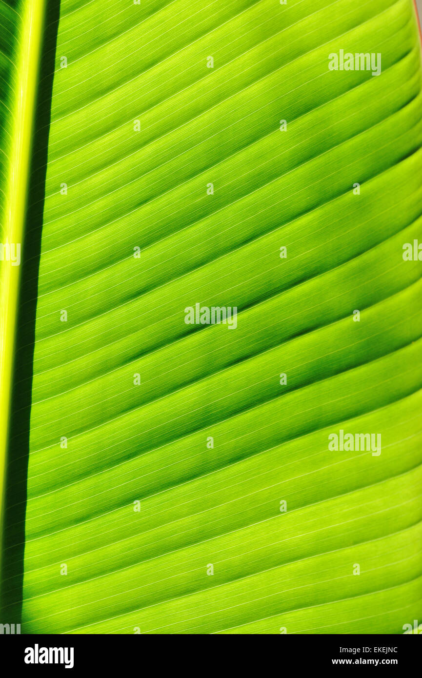 Palm tree leaf background Stock Photo - Alamy