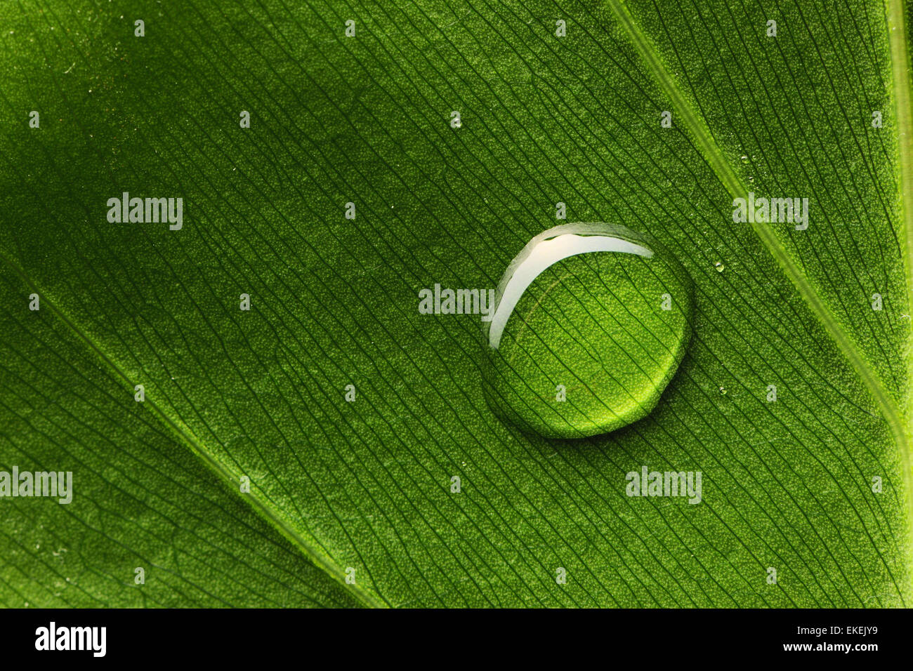 Water drop on leaf Stock Photo - Alamy