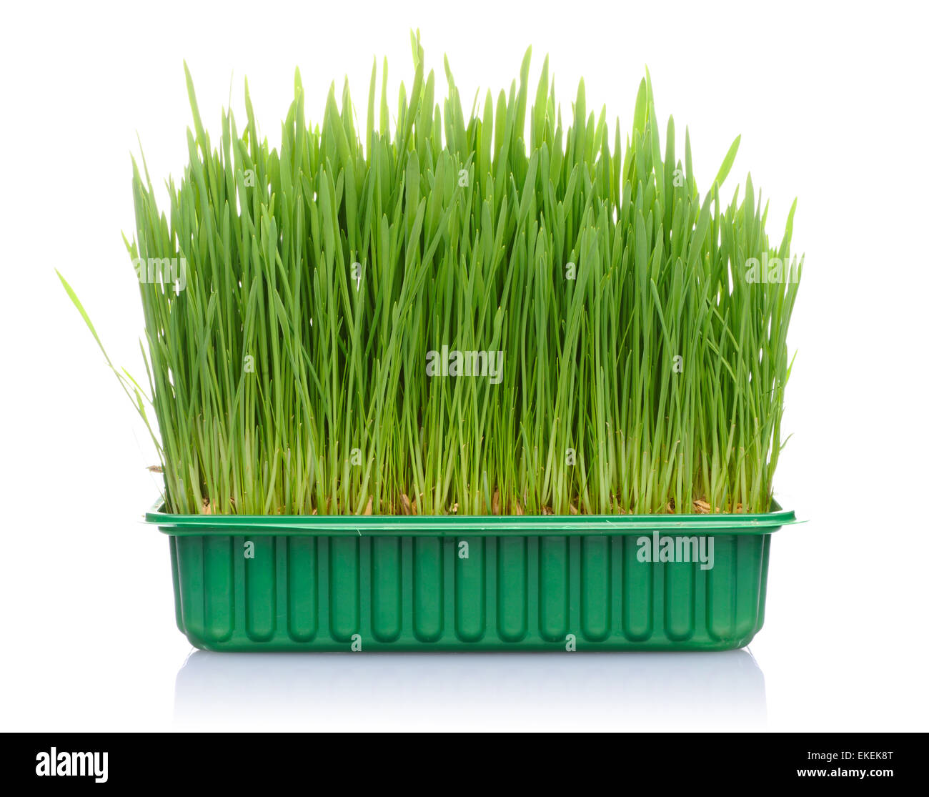 Flowerpot on grass hi-res stock photography and images - Alamy
