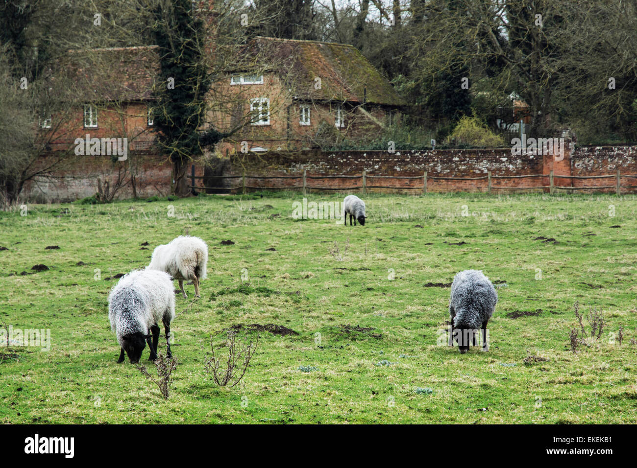 Sheep grazing in the english countryside. Farm theme Stock Photo - Alamy