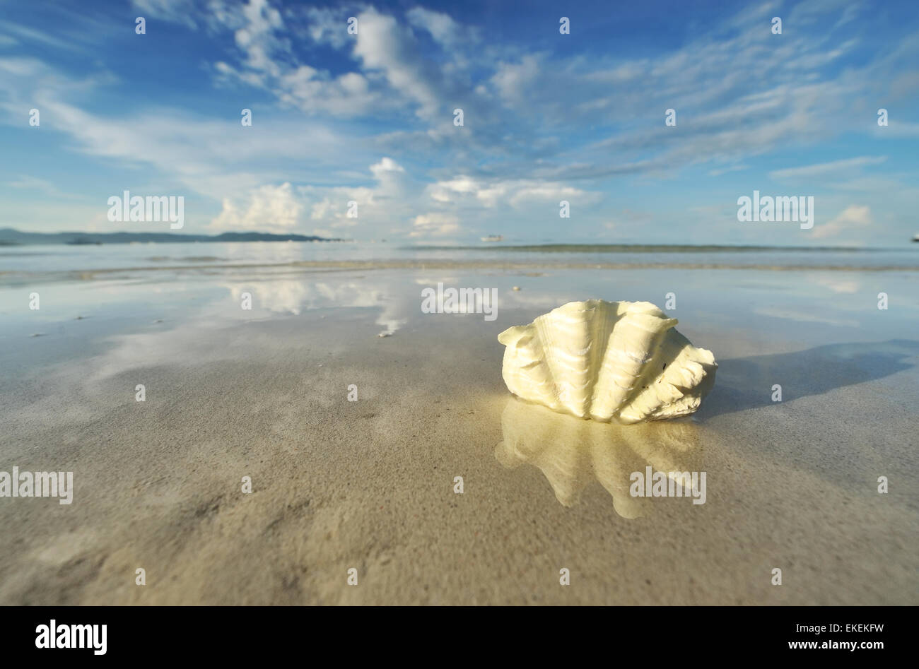 Shell on a beach Stock Photo - Alamy