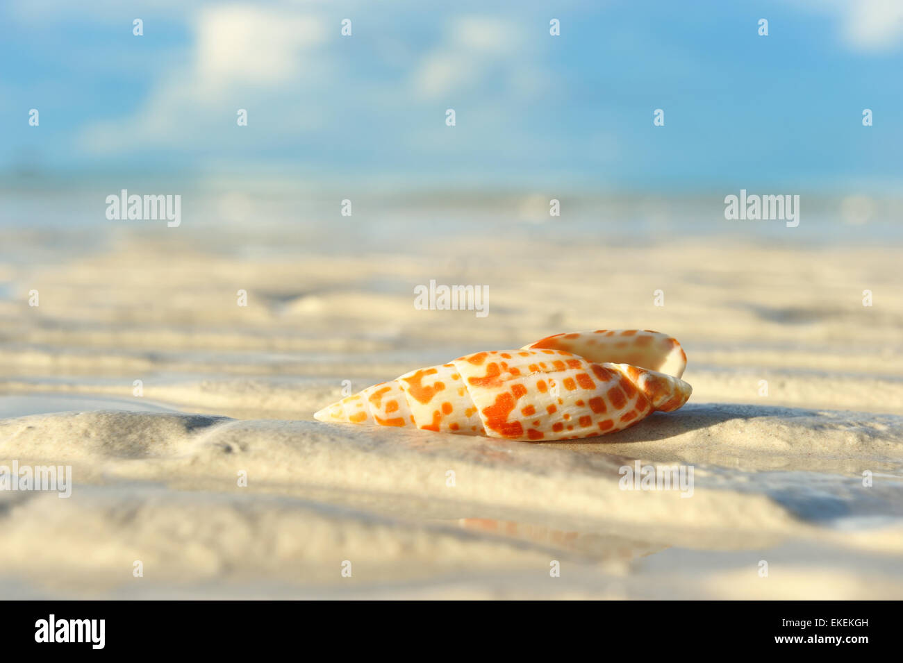 Shell on a beach Stock Photo - Alamy