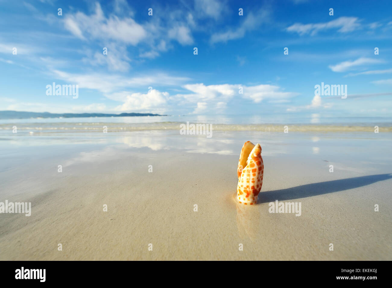 Shell on a beach Stock Photo - Alamy