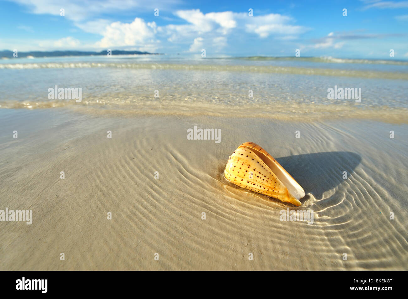 Shell on a beach Stock Photo - Alamy