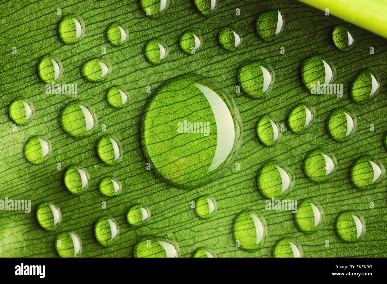 Water drops on leaf Stock Photo - Alamy