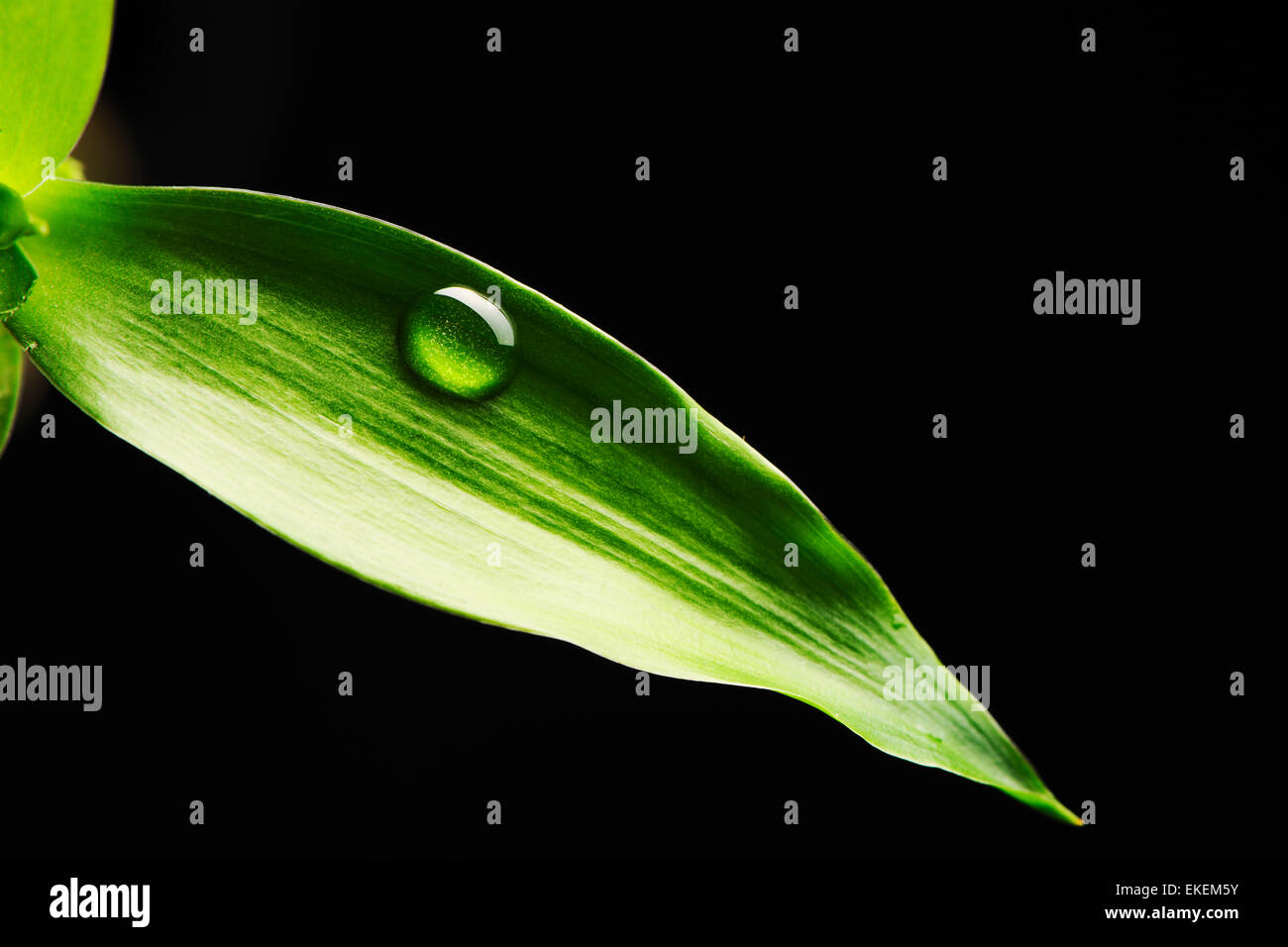 Water drop on leaf Stock Photo - Alamy