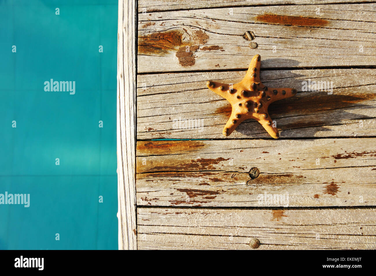 Starfish by a swimming pool Stock Photo - Alamy