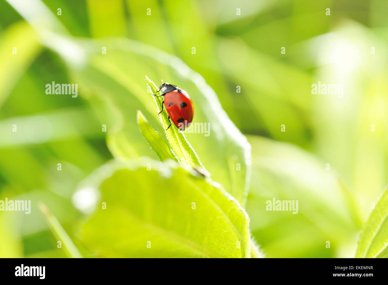 Ladybug nature hi-res stock photography and images - Alamy