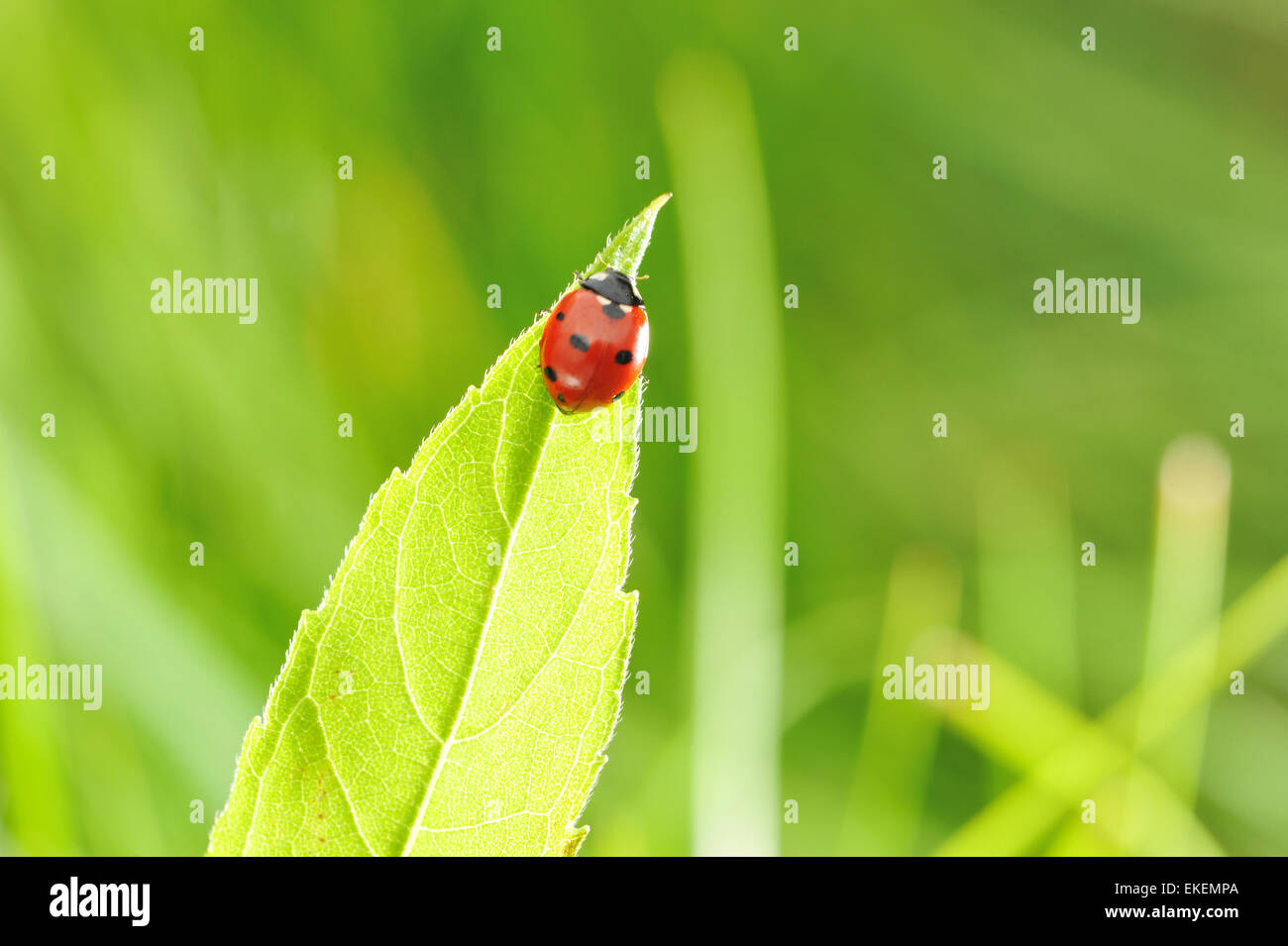 Beetle on grass not ladybug hi-res stock photography and images - Alamy
