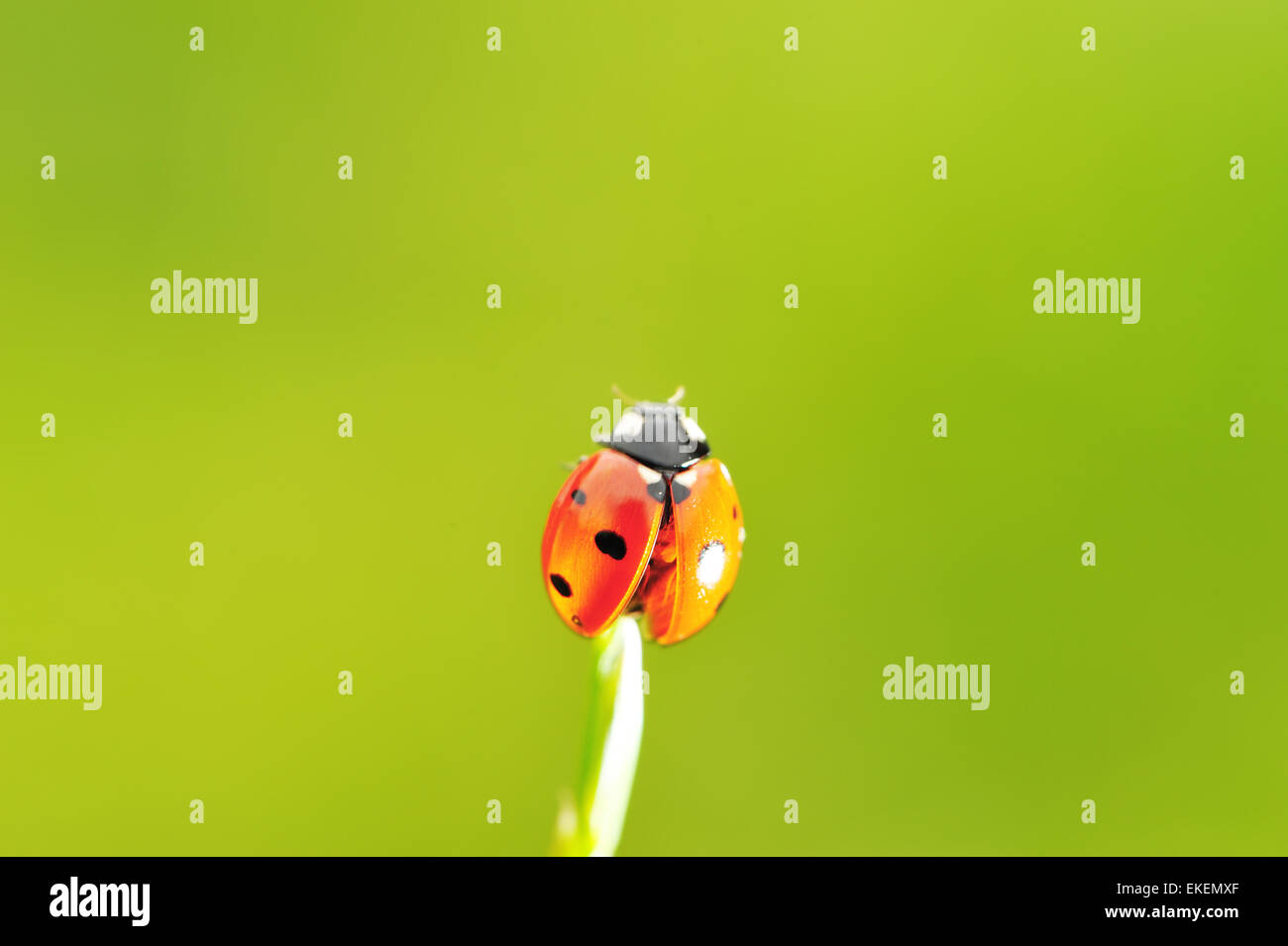 Ladybug ready to fly Stock Photo - Alamy
