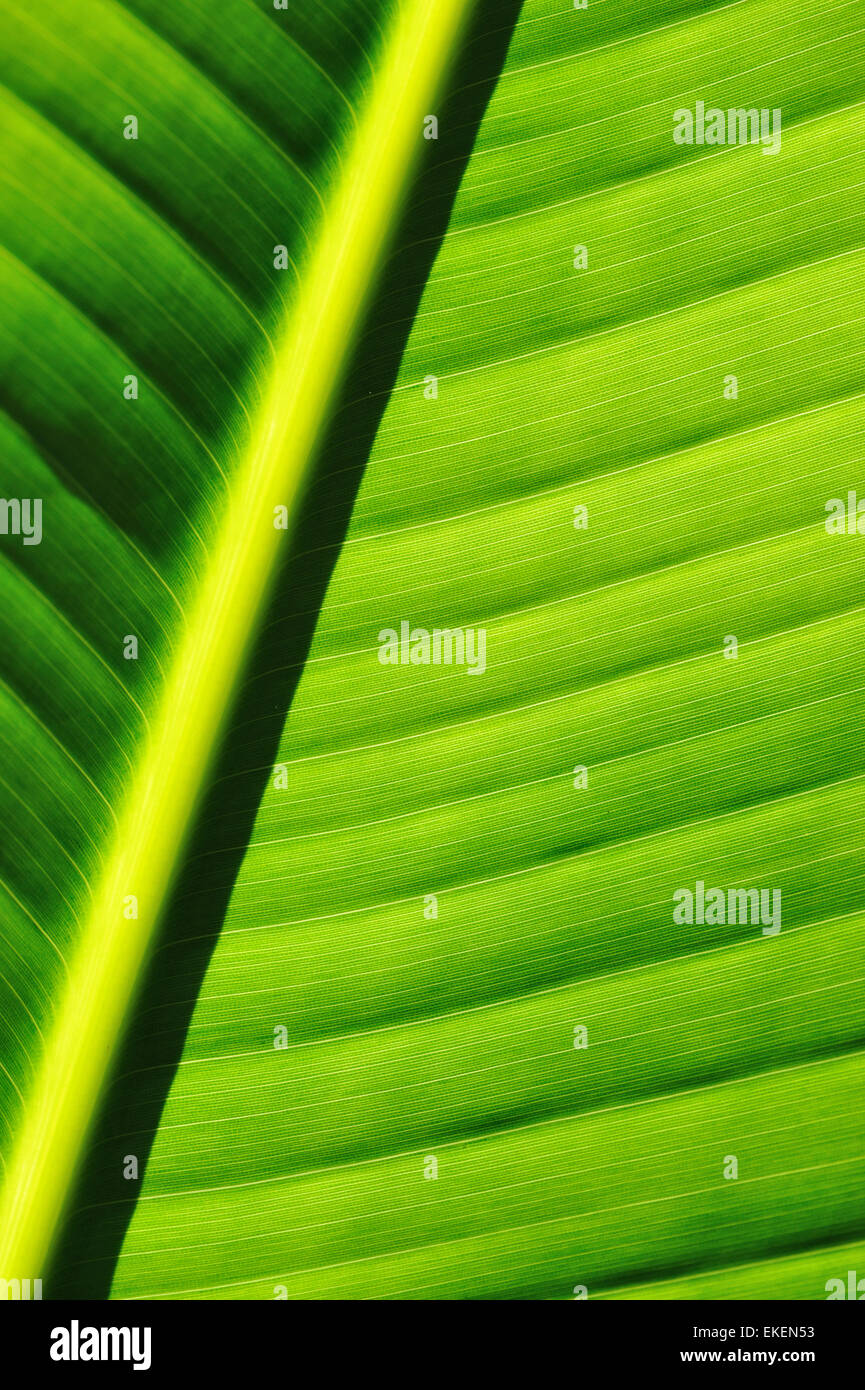 Palm tree leaf background Stock Photo - Alamy
