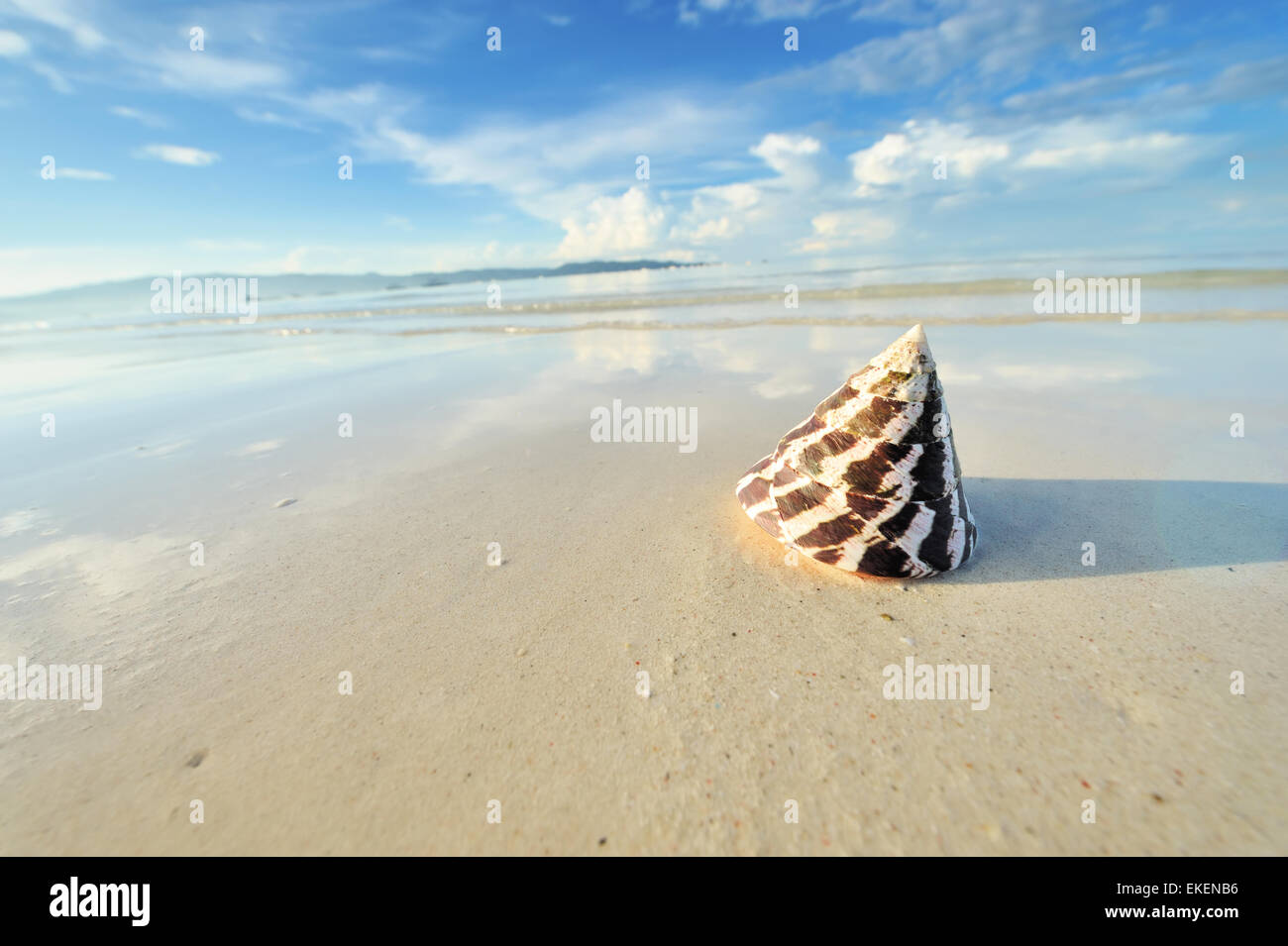 Shell on a beach Stock Photo - Alamy
