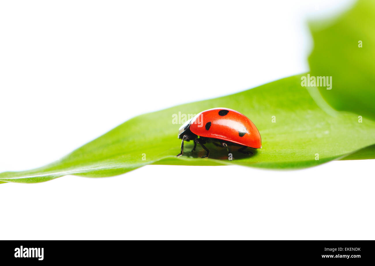 Ladybug close up leaf hi-res stock photography and images - Alamy