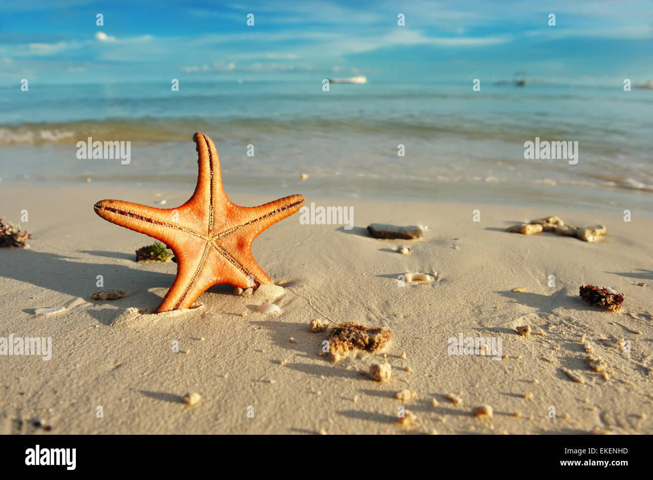 Starfish on a beach Stock Photo - Alamy