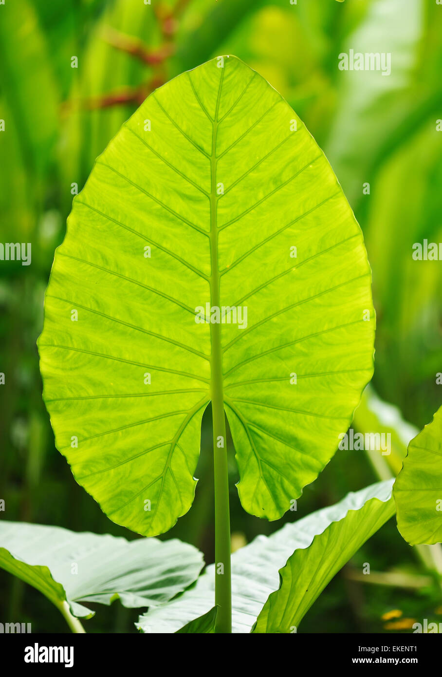 Palm tree leaf background Stock Photo - Alamy