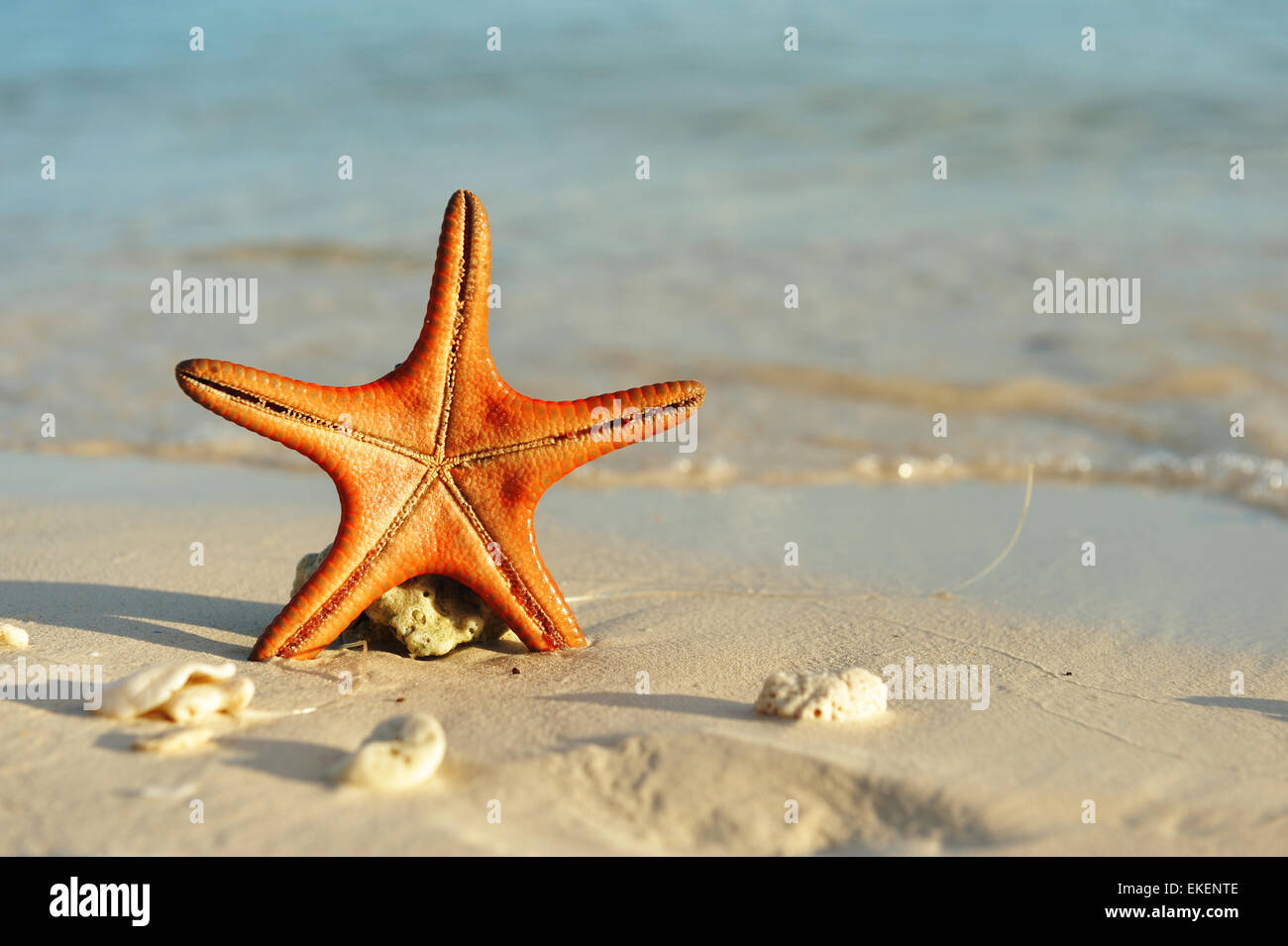 Starfish on a beach Stock Photo - Alamy