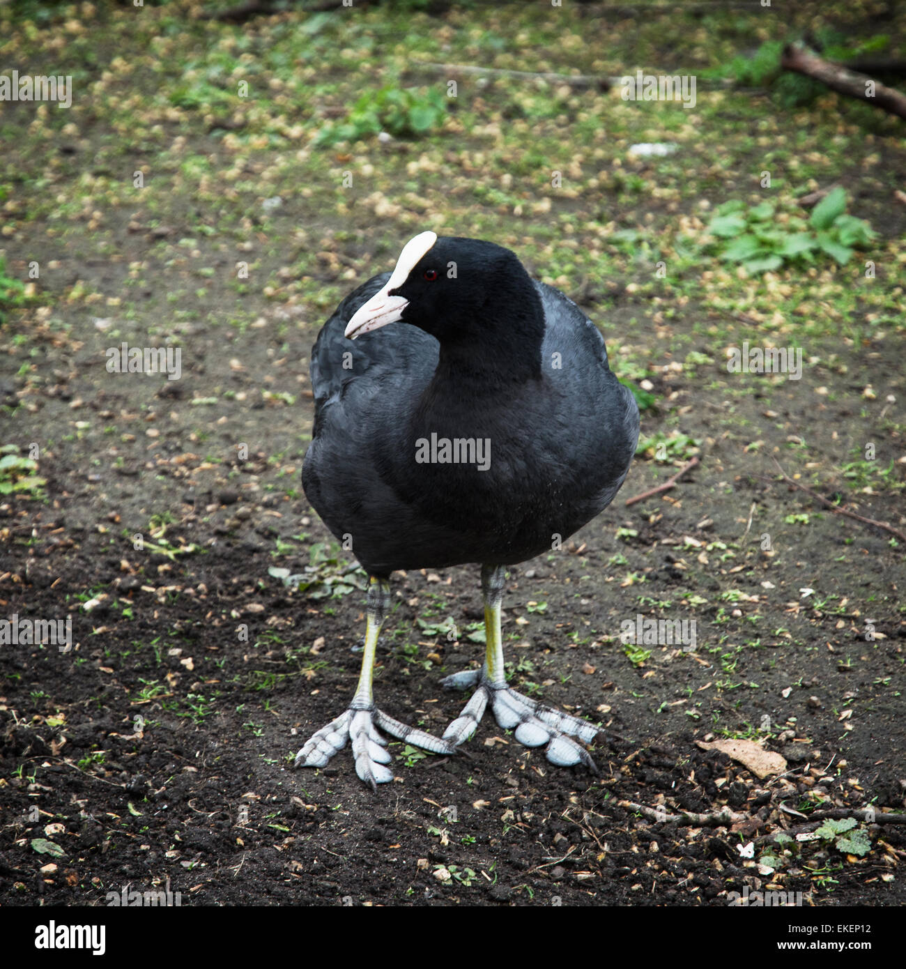 The Hawaiian coot (Fulica alai) in the St. james's park, London Stock ...